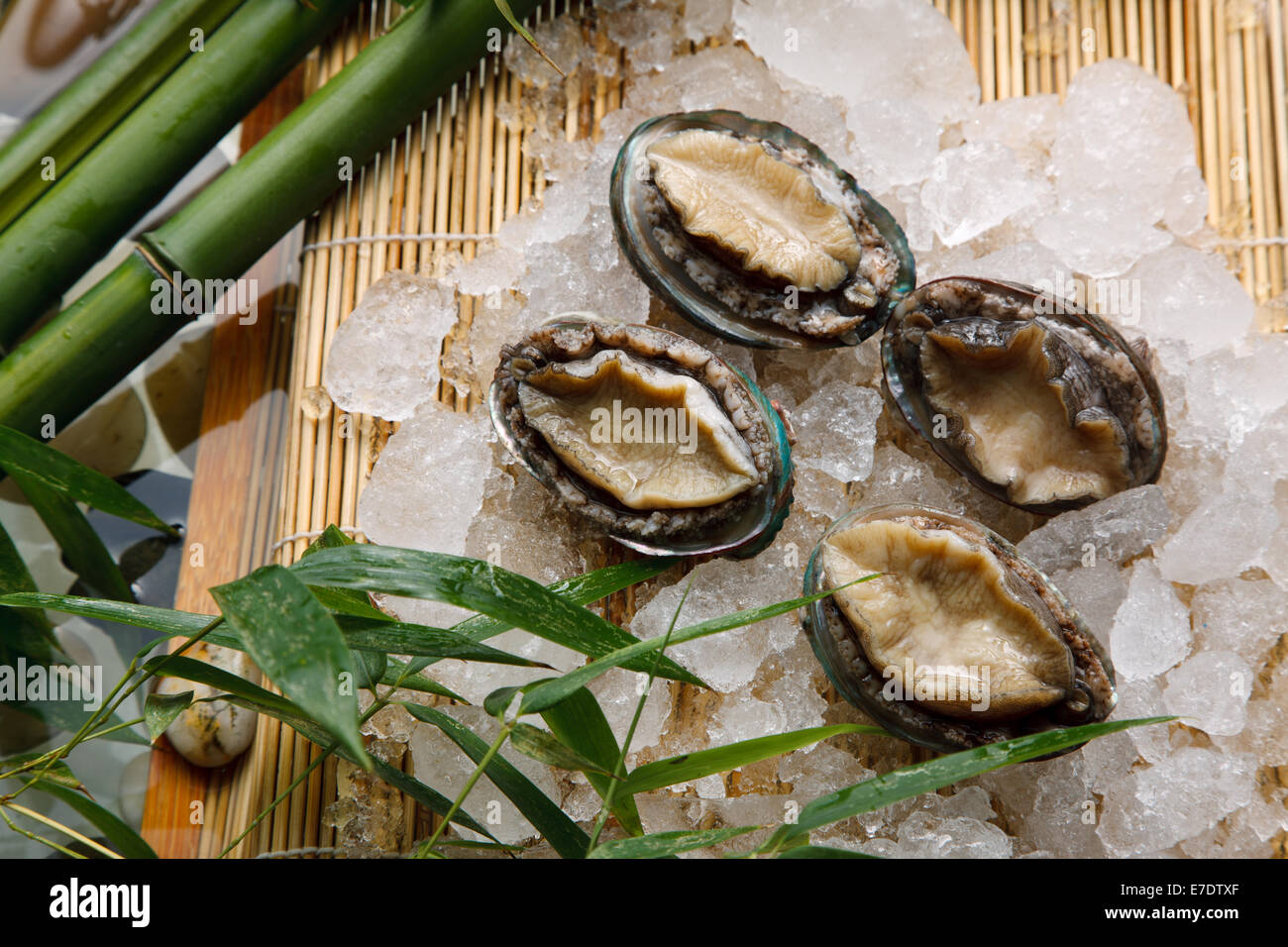 Abalone family hi-res stock photography and images - Alamy