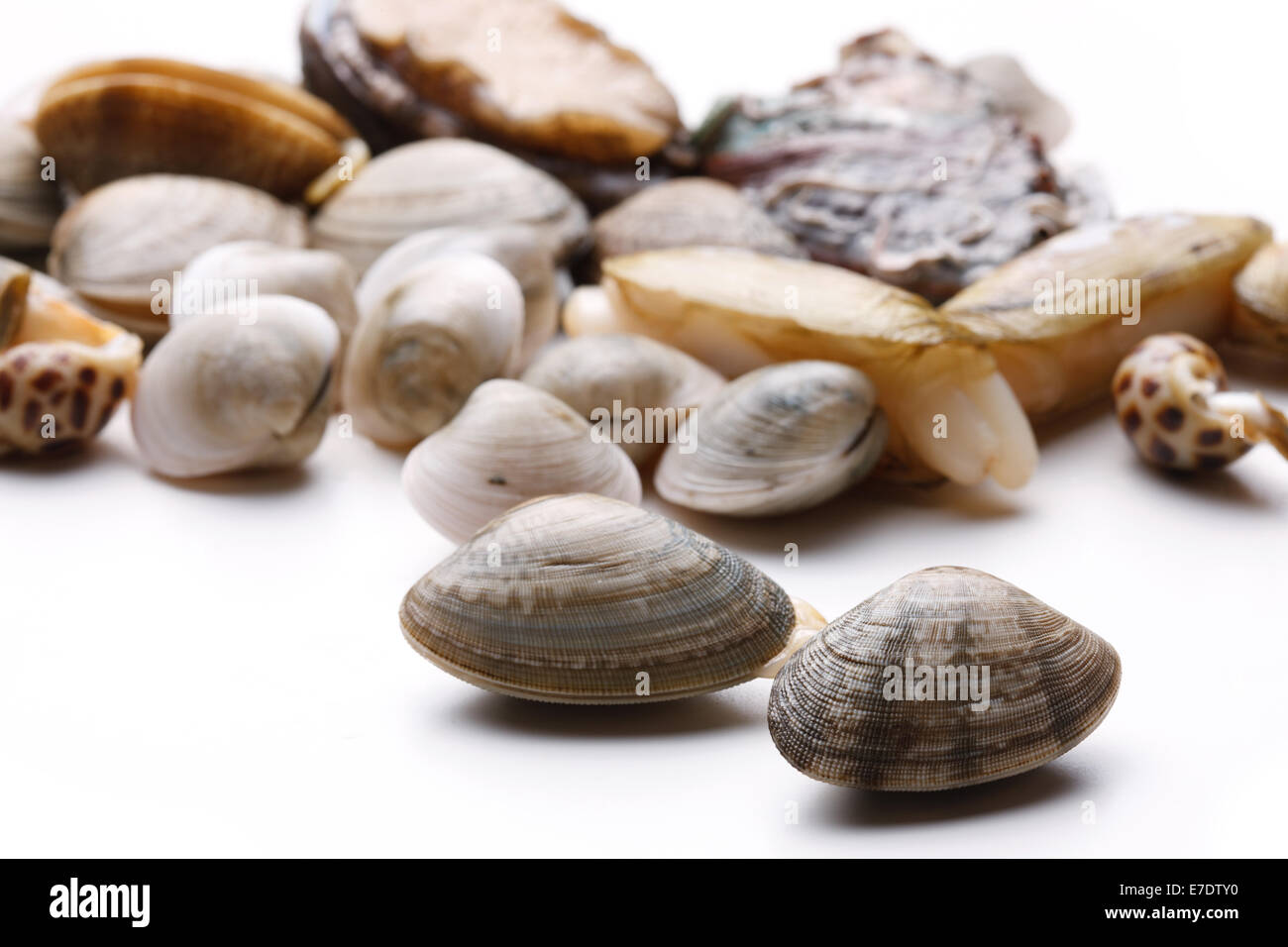 Clam shape hi-res stock photography and images - Alamy