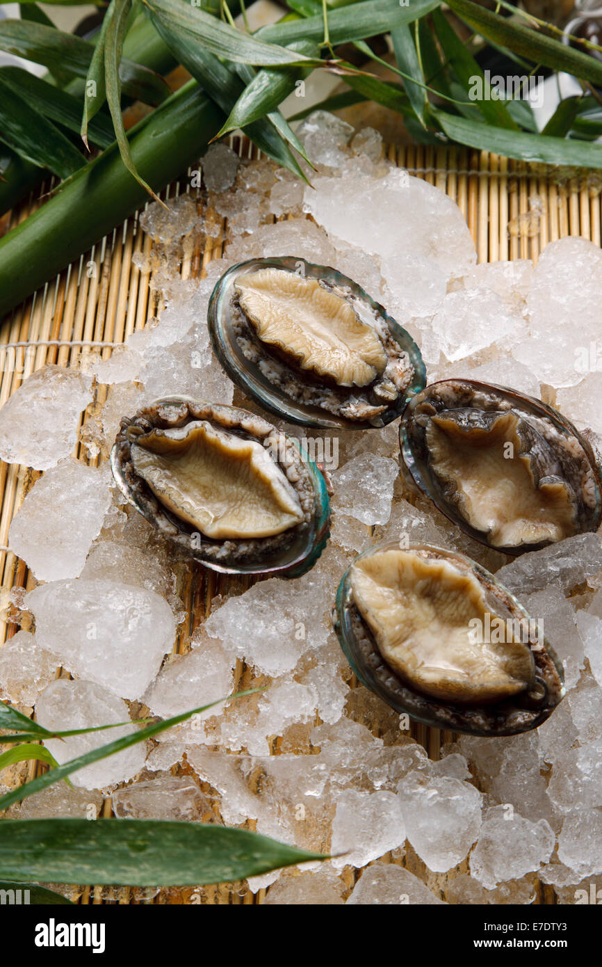 Abalone family hi-res stock photography and images - Alamy