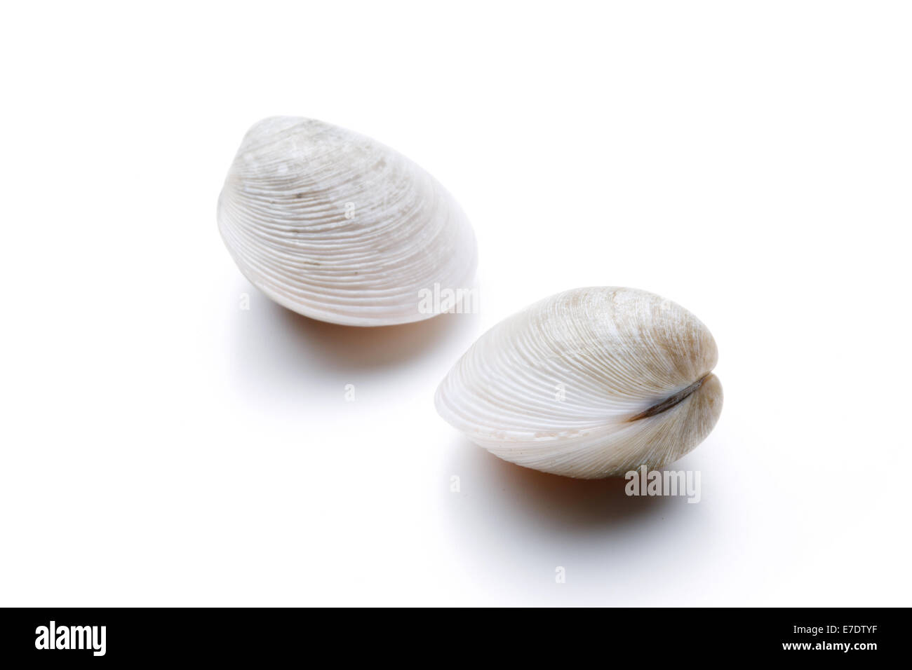 Clam shape Cut Out Stock Images & Pictures - Alamy