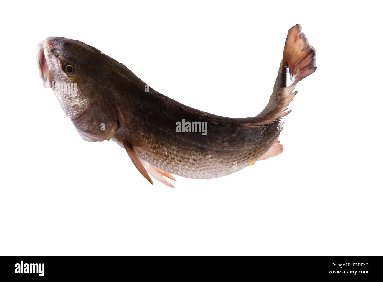 Close-up of fish Stock Photo - Alamy