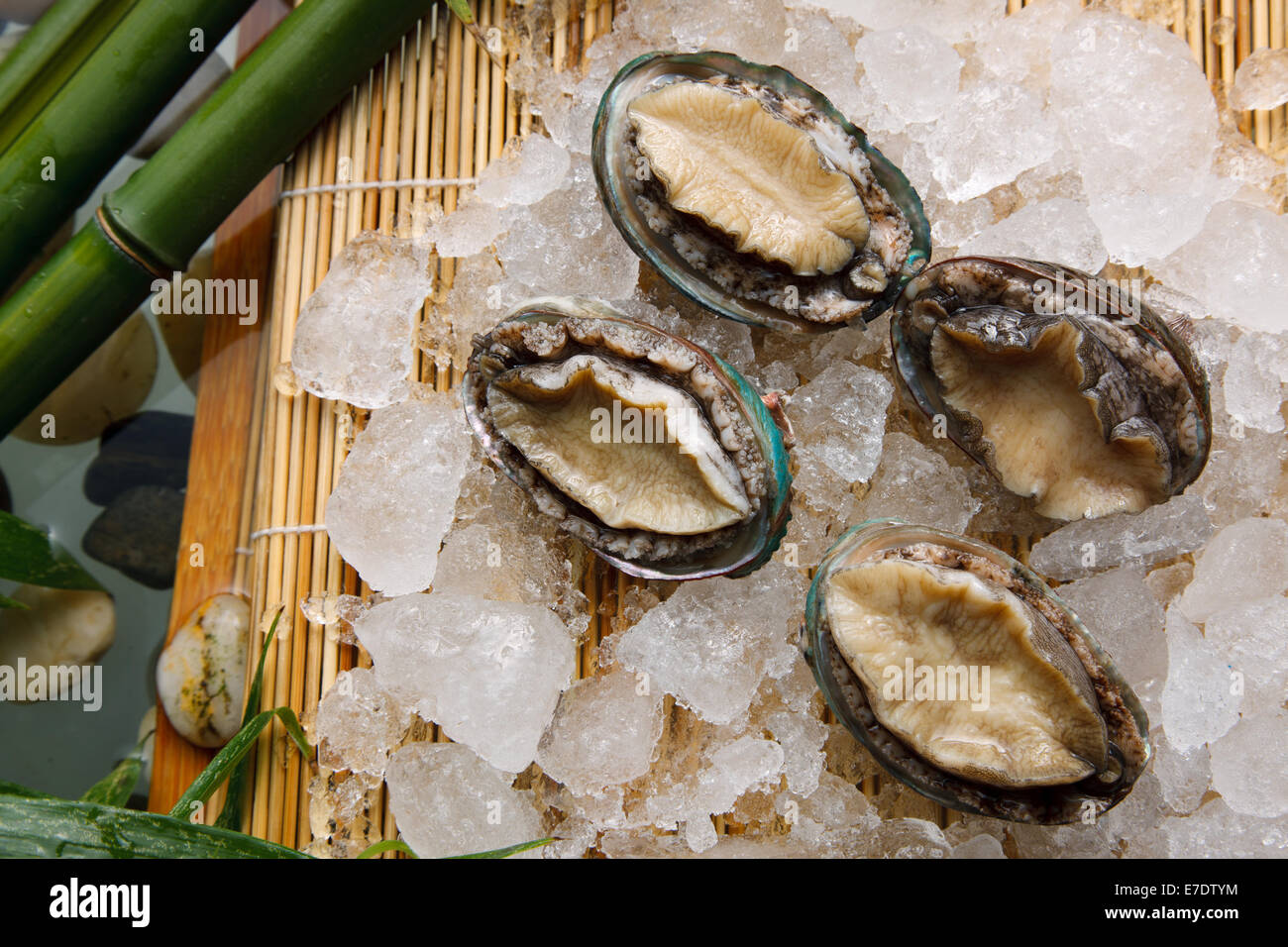 Abalone family hi-res stock photography and images - Alamy