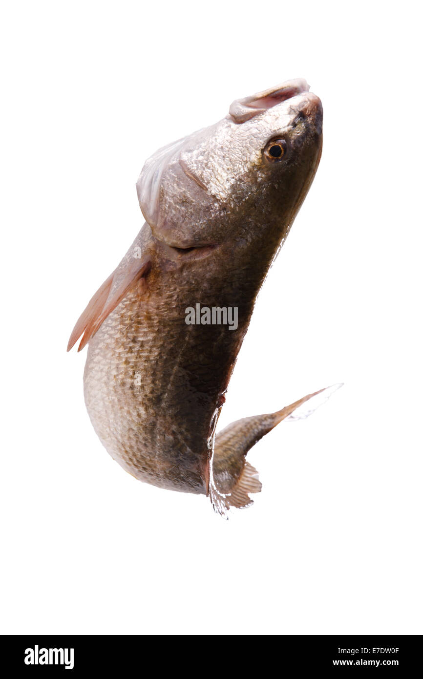 Vertical close up low Cut Out Stock Images & Pictures - Alamy