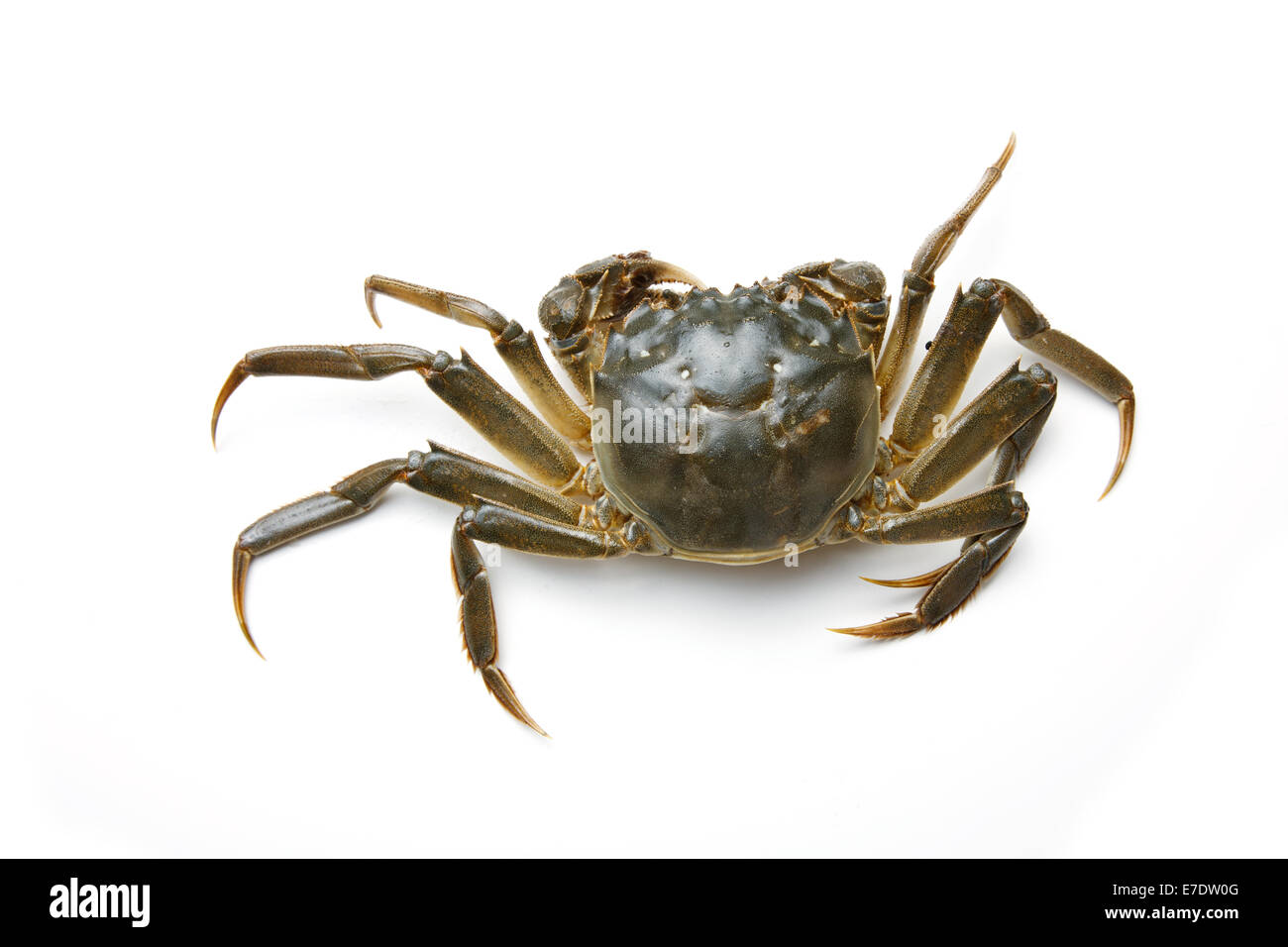 Crawling Fish High Resolution Stock Photography and Images - Alamy