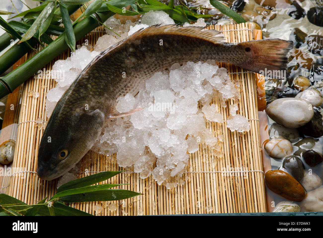 Close-up of fish Stock Photo - Alamy