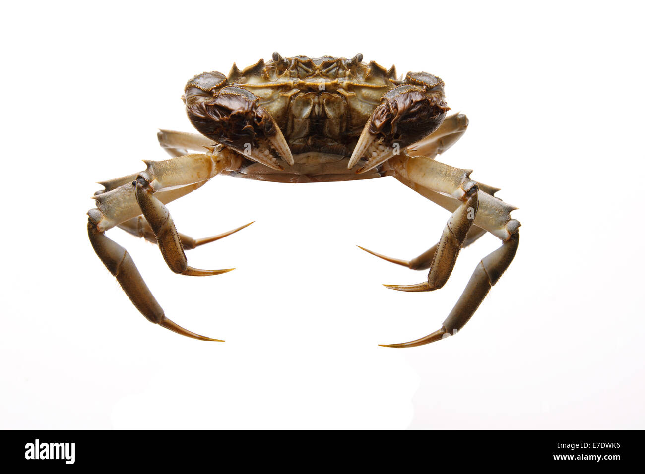 Close-up of crabs Stock Photo - Alamy