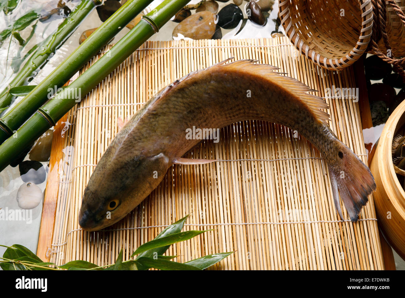 Fish eating sea grass hi-res stock photography and images - Alamy