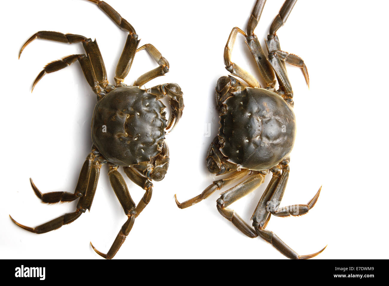 Close-up of crabs Stock Photo - Alamy