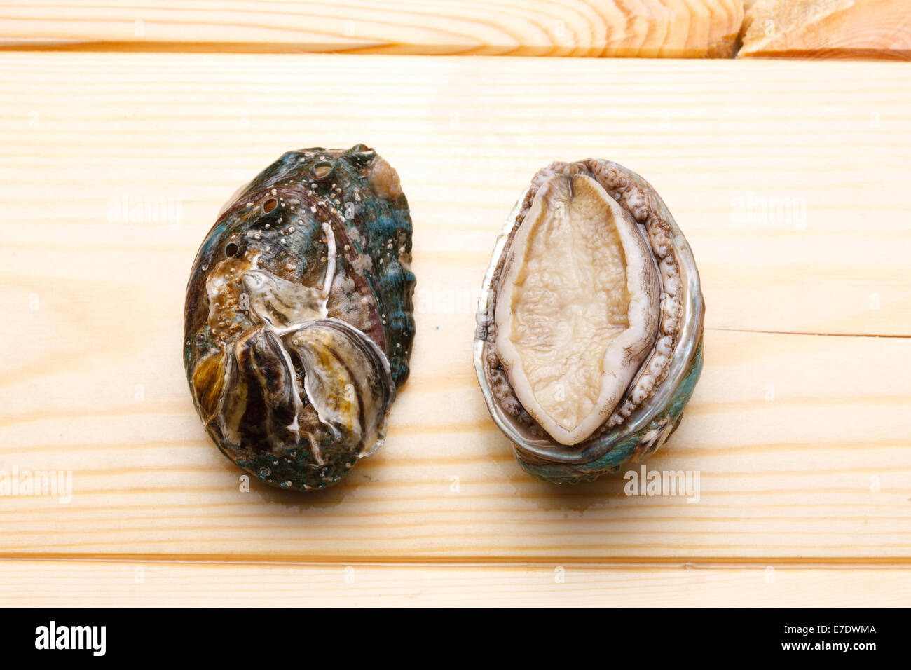Abalone close up hi-res stock photography and images - Alamy