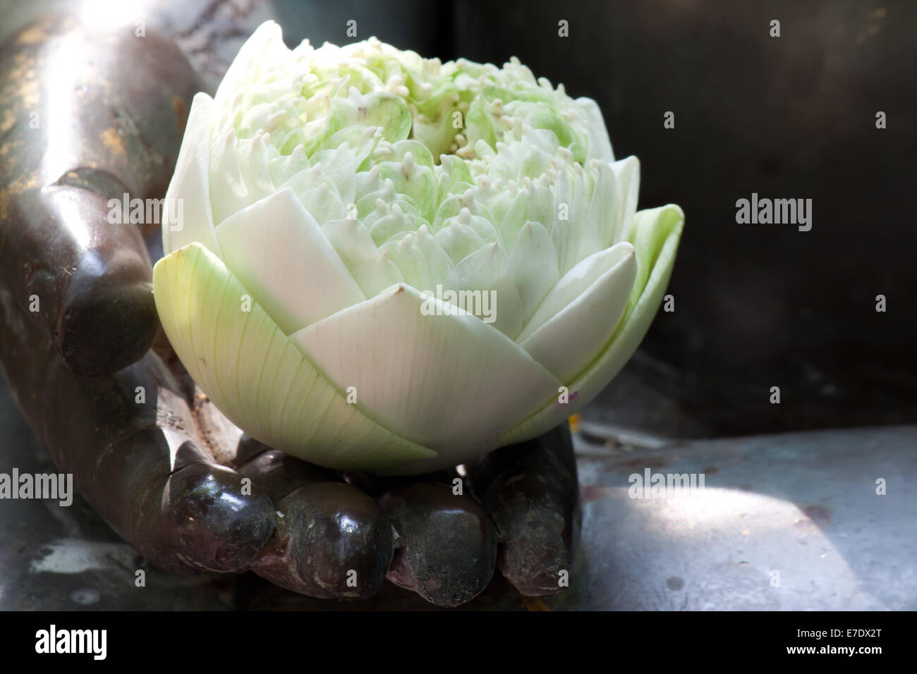 Hand lotus hi-res stock photography and images - Alamy