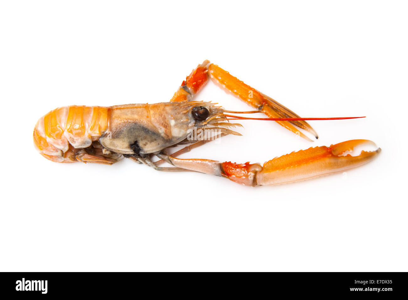 Langoustine (Nephrops norvegicus),Dublin Bay Prawn or Norway Lobster ...