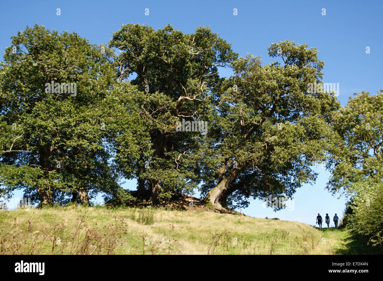 Ancient oaks grow on the medieval motte and bailey castle at Lower ...