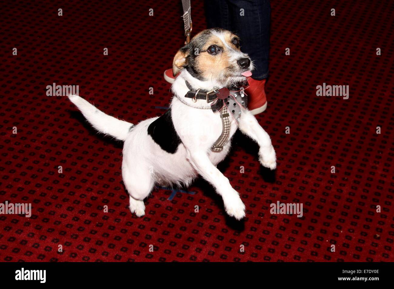 Dog Auditions for Broadway's Lady Day at Emerson's Bar and Grill at ...