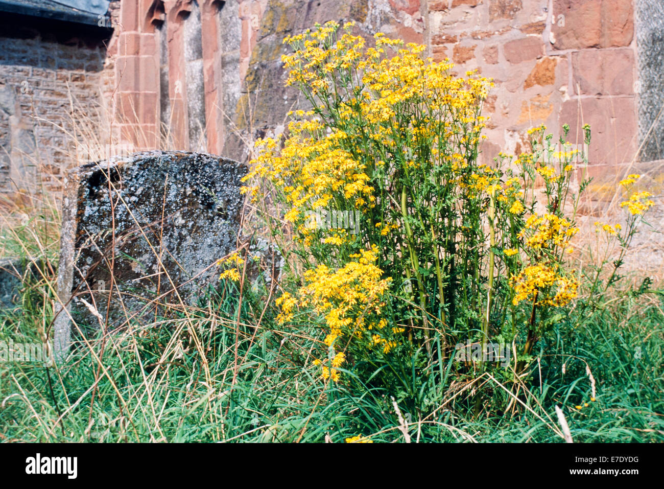 Ragwort Senecio spp growing in a church graveyard england uk Stock ...