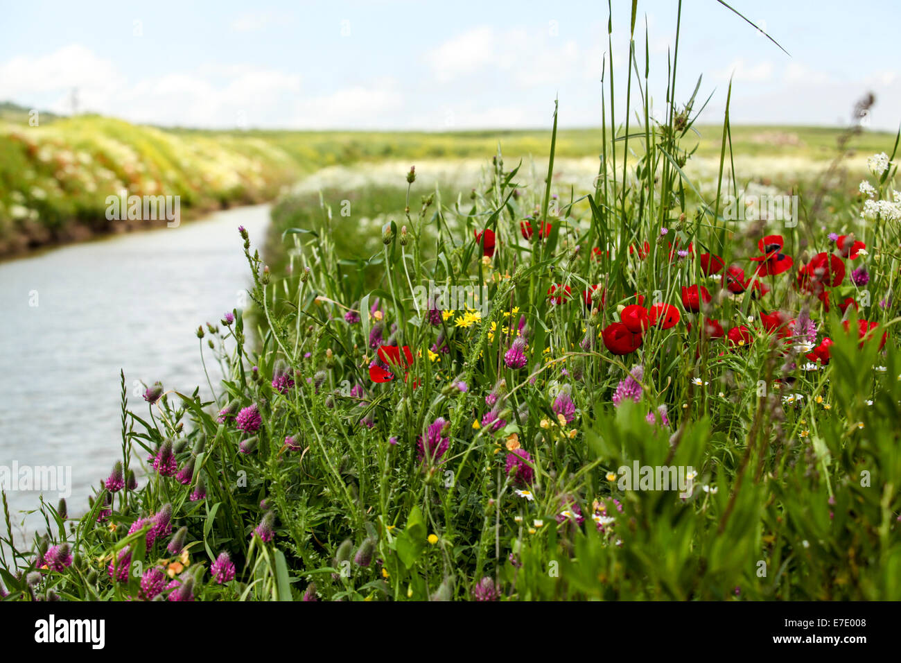Wildflowers blooming on the Golan Heights, Israel Photographed in ...