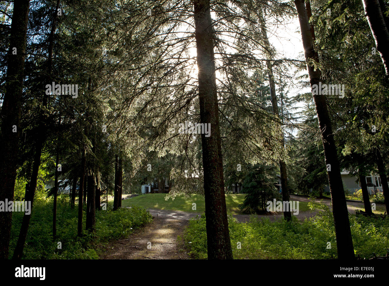 Canadian Forest, Alberta, Canada Stock Photo - Alamy