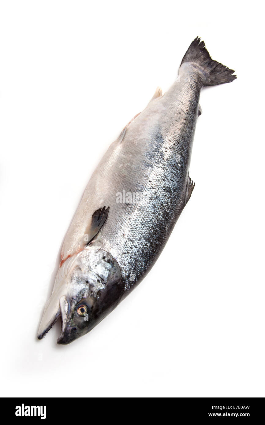 Scottish Atlantic Salmon (Salmo solar) whole fish, isolated on a white ...