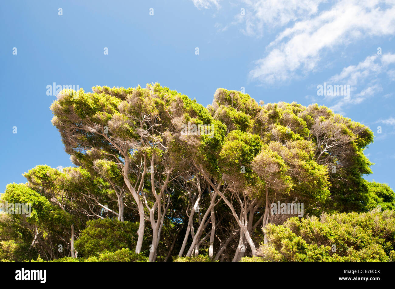forest trees in the rainforest Stock Photo - Alamy