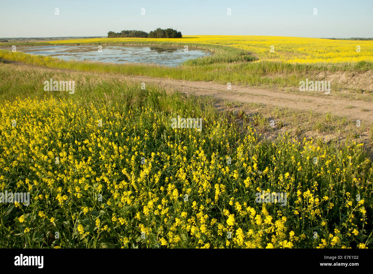 Saskatchewan prairie hi-res stock photography and images - Alamy