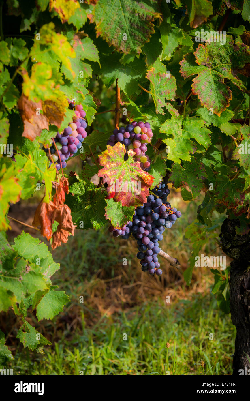 Grapes grow in vineyards in France's Dordogne wine-growing region Stock ...