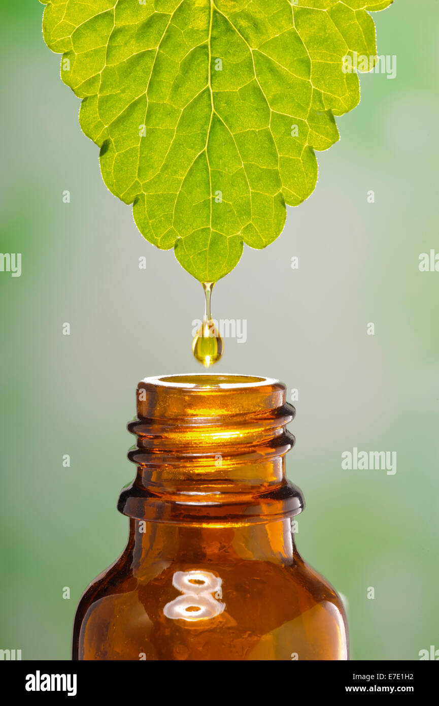 Drop leaf hi-res stock photography and images - Alamy