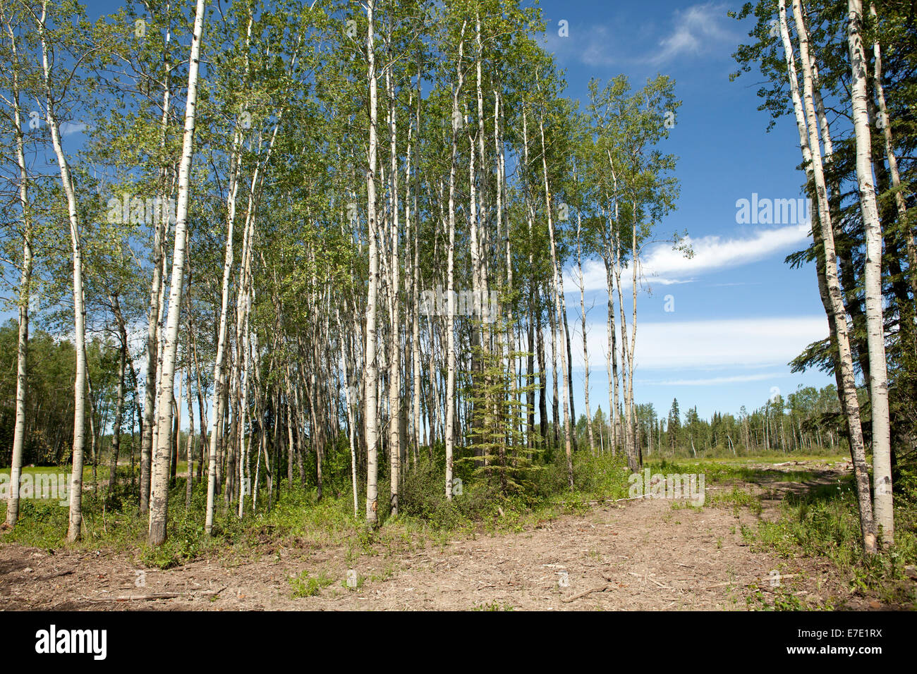 Northern alberta hi-res stock photography and images - Alamy