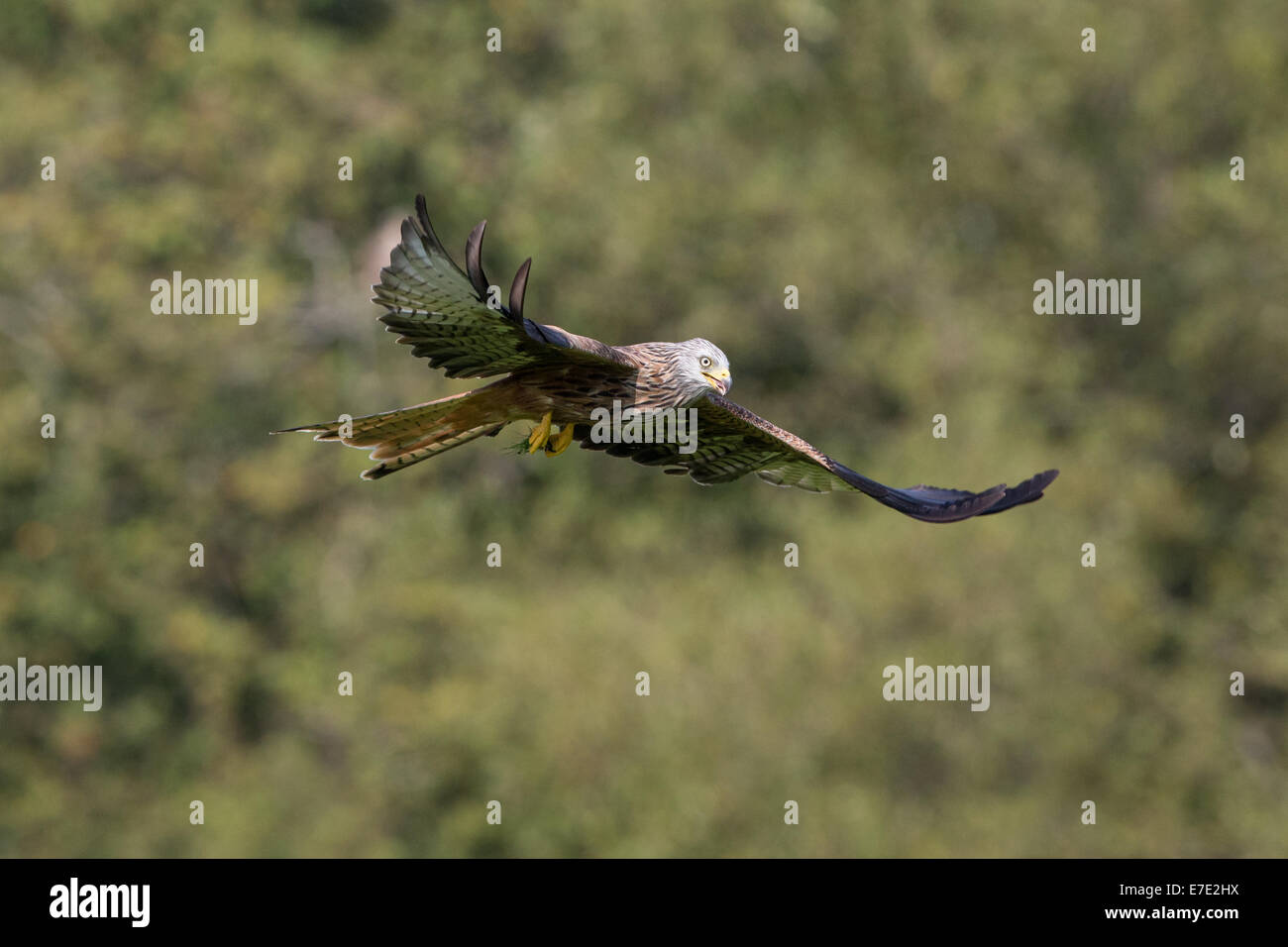 Red kite side view hi-res stock photography and images - Alamy