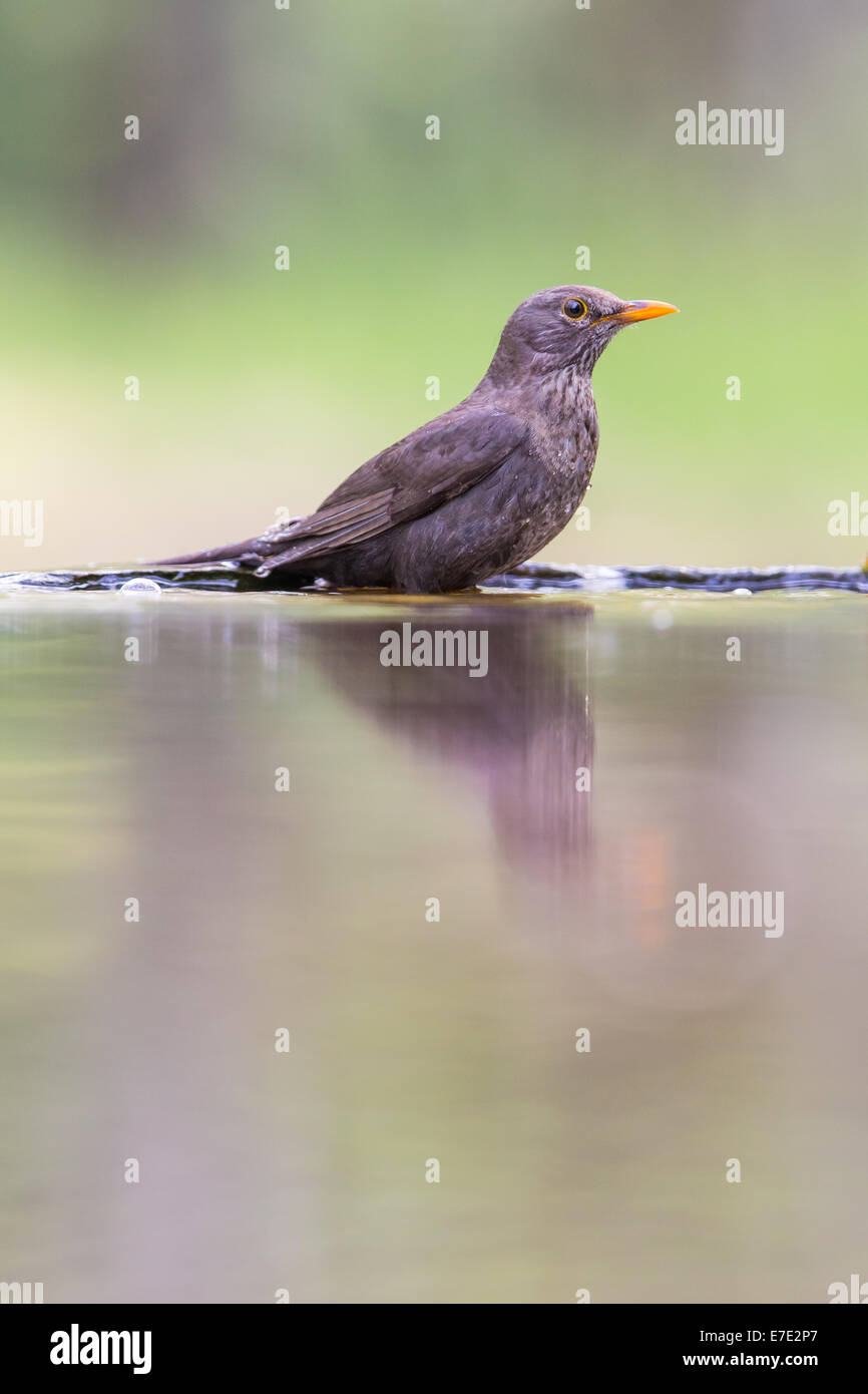 Female common blackbird turdus merula hi-res stock photography and ...