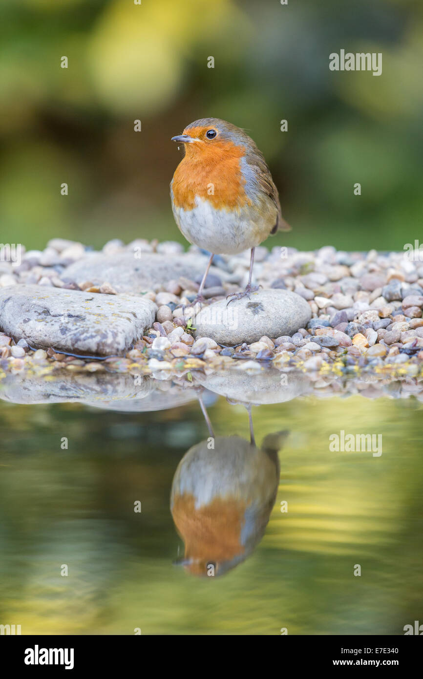 Erithacus rubecula hi-res stock photography and images - Alamy