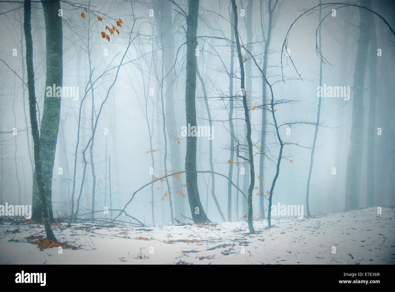 Winter snowy forest in the dense fog Stock Photo - Alamy
