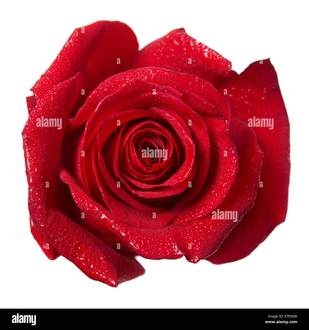 Red rose bud macro isolated on white background Stock Photo - Alamy