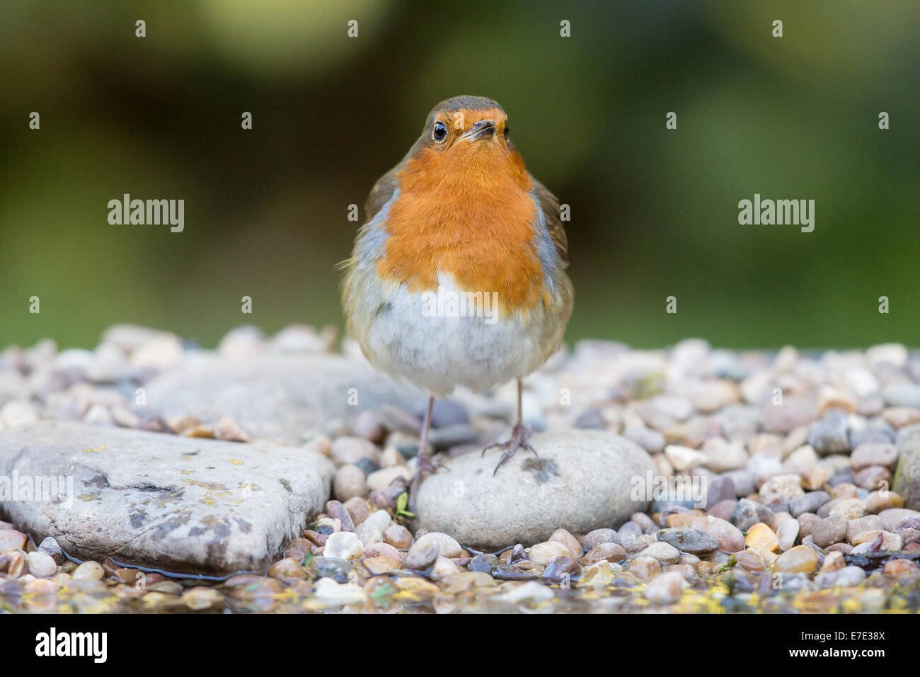 Standing on stones hi-res stock photography and images - Alamy