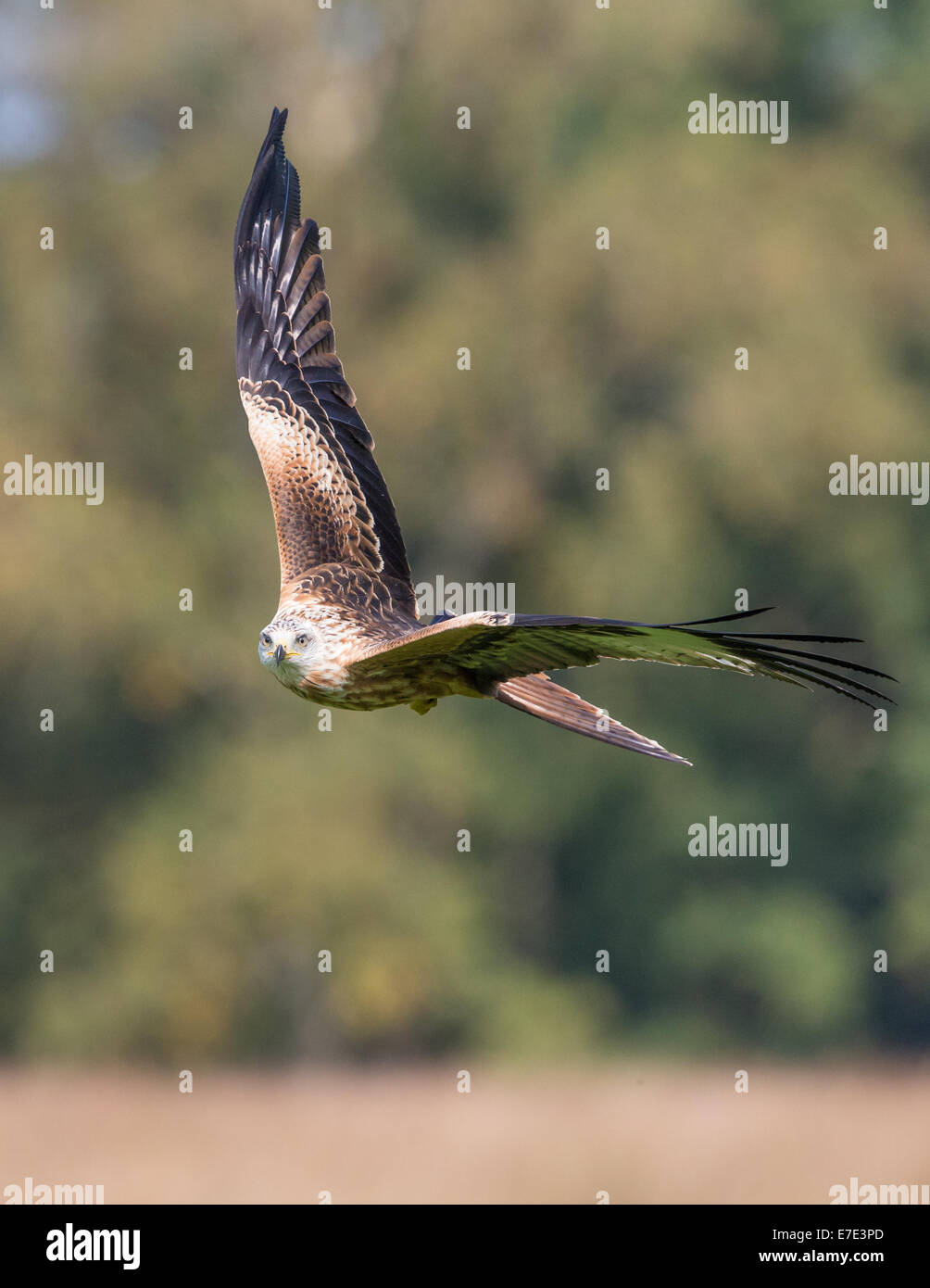 Red kite side view hi-res stock photography and images - Alamy