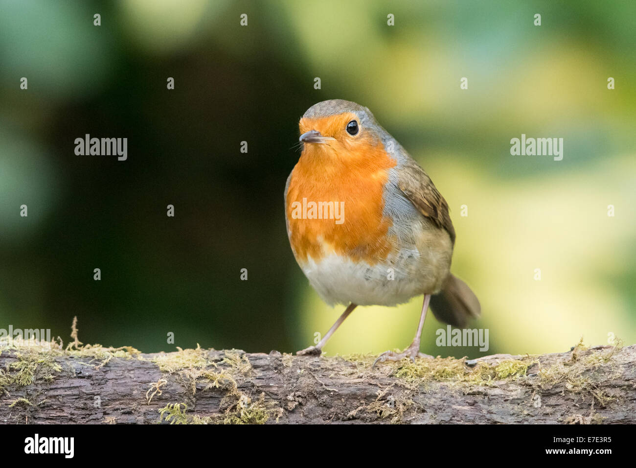 European Robin (Erithacus rubecula) gathering moss to line its nest ...