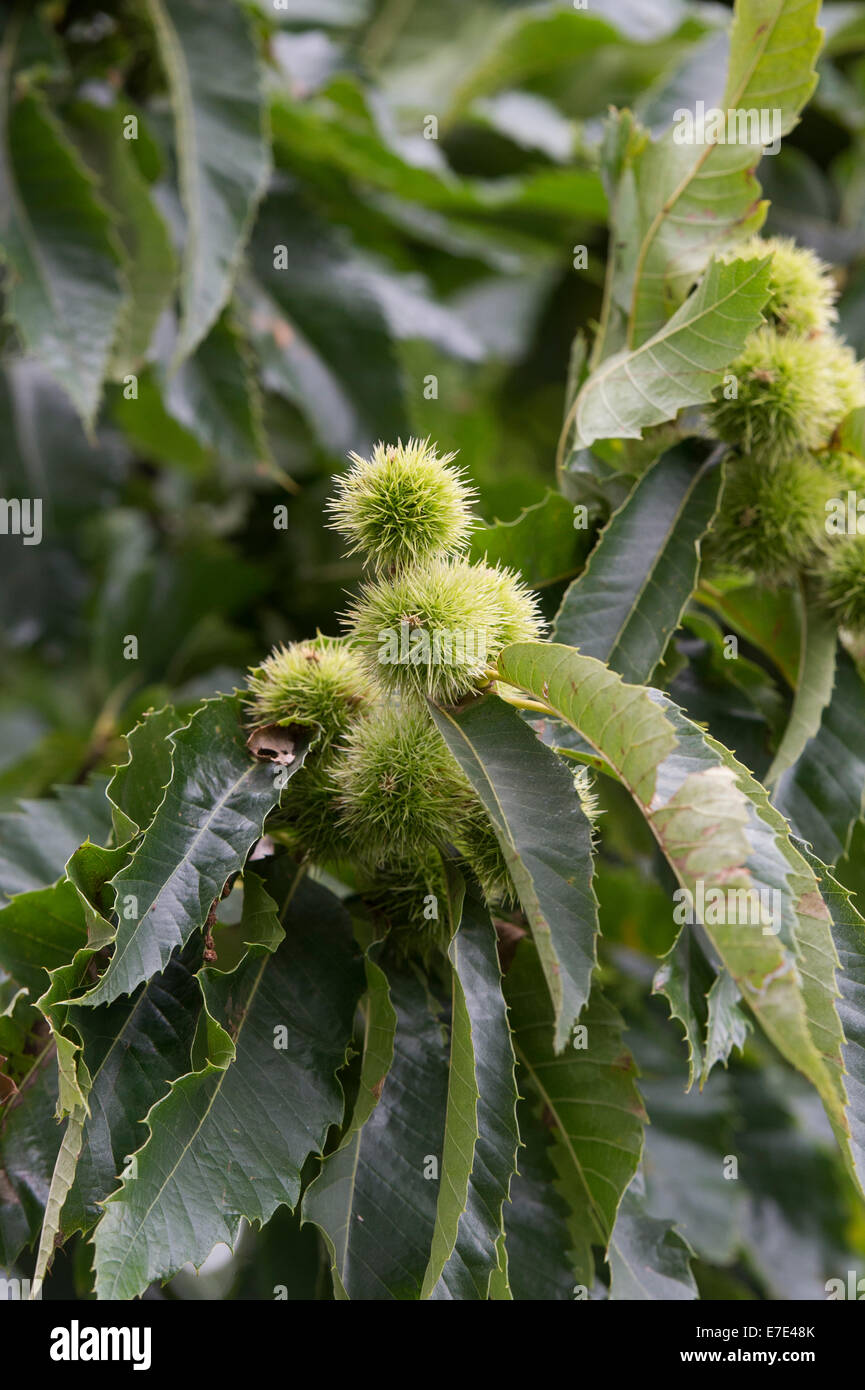 Spiky nut hi-res stock photography and images - Alamy