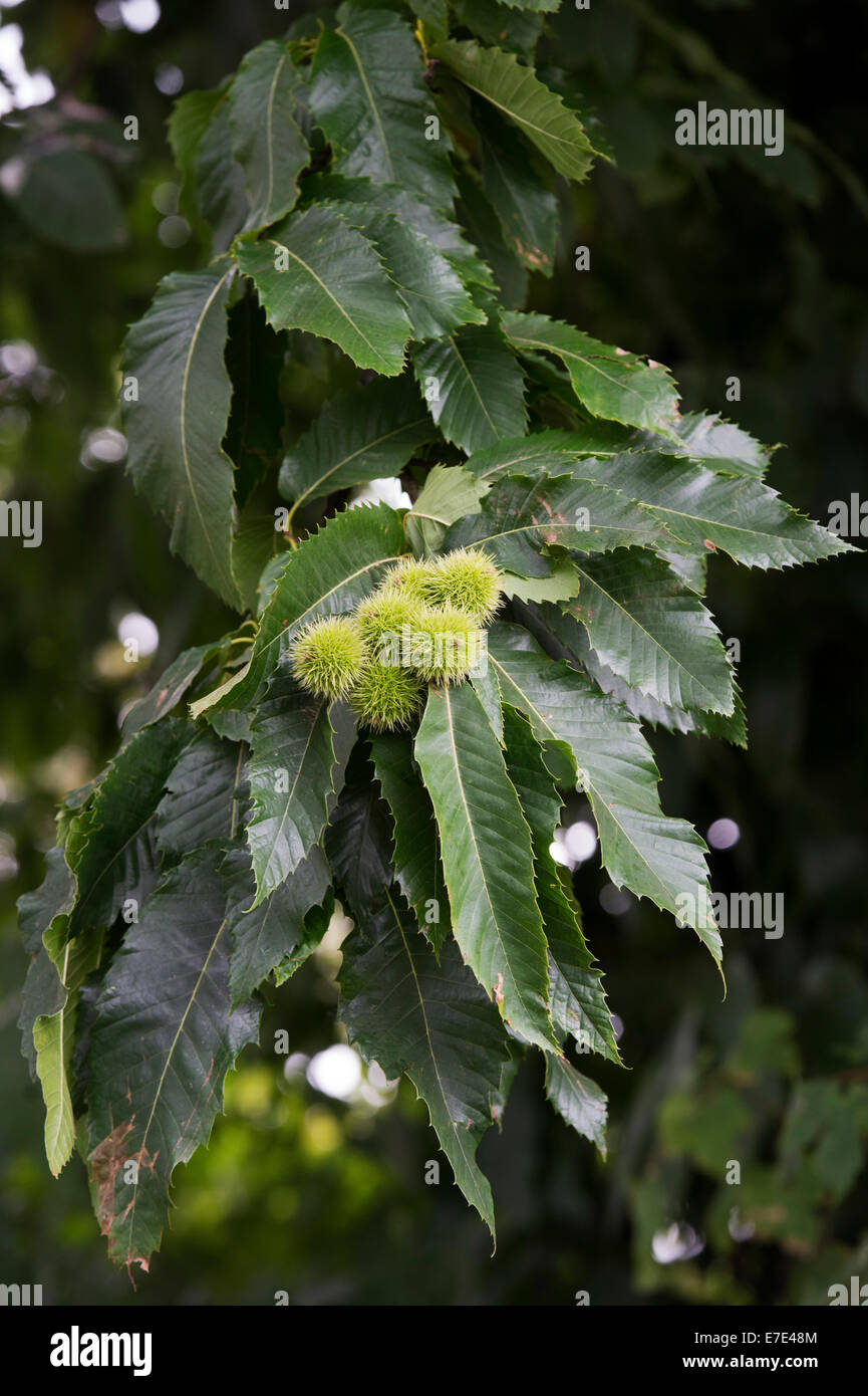 Spiky nut hi-res stock photography and images - Alamy
