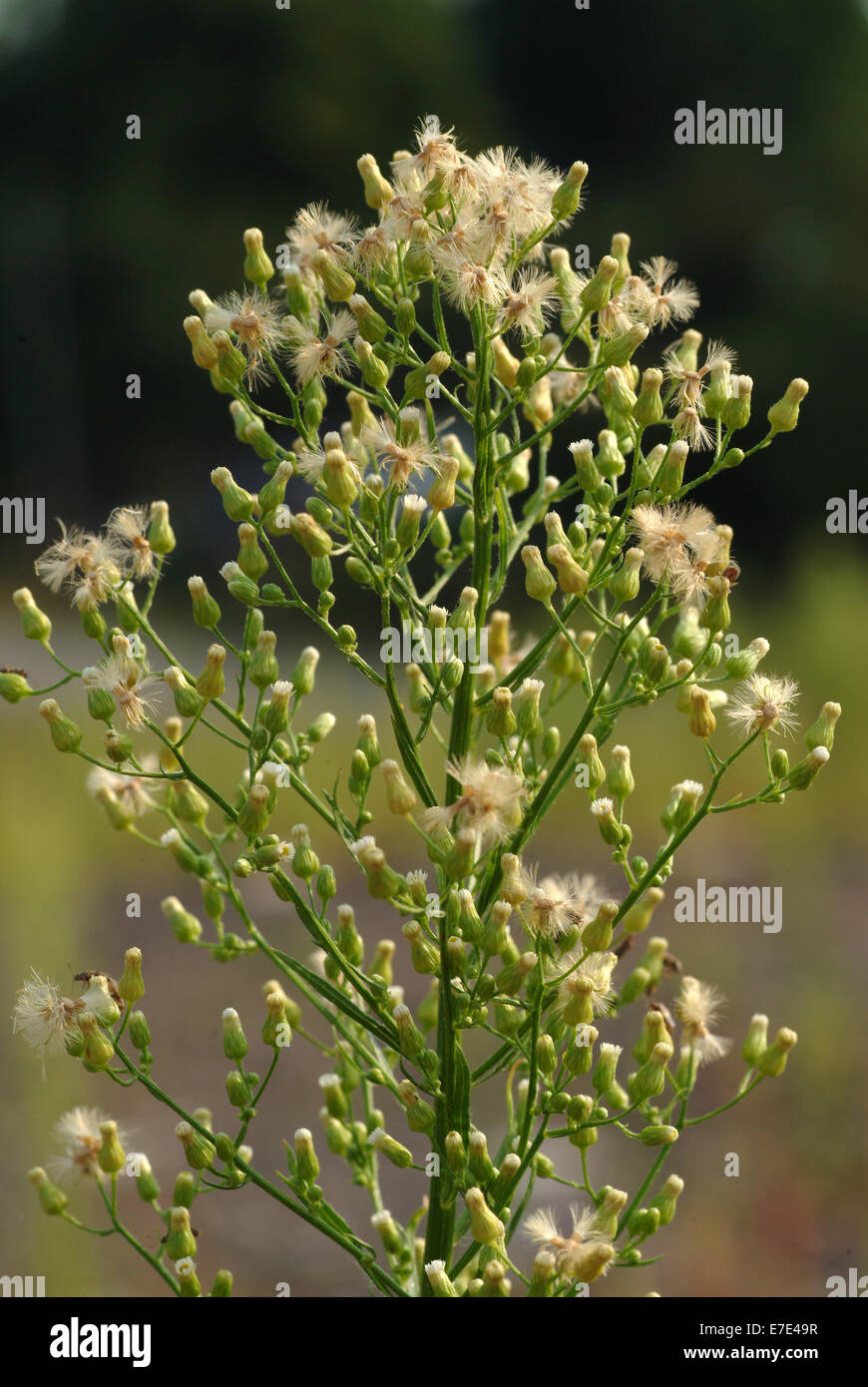 canadian fleabane, conyza canadensis Stock Photo - Alamy
