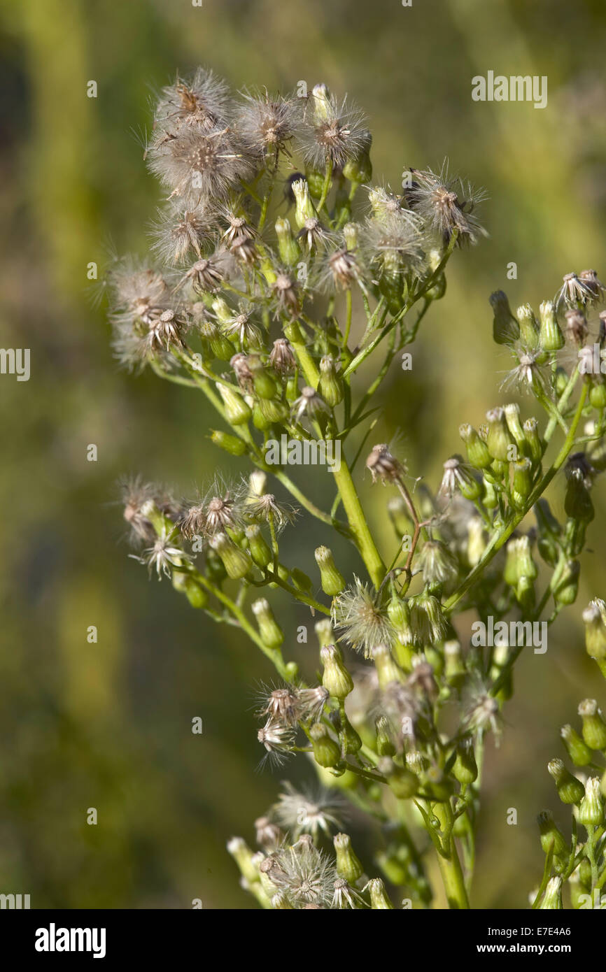 Canadian fleabane hi-res stock photography and images - Alamy