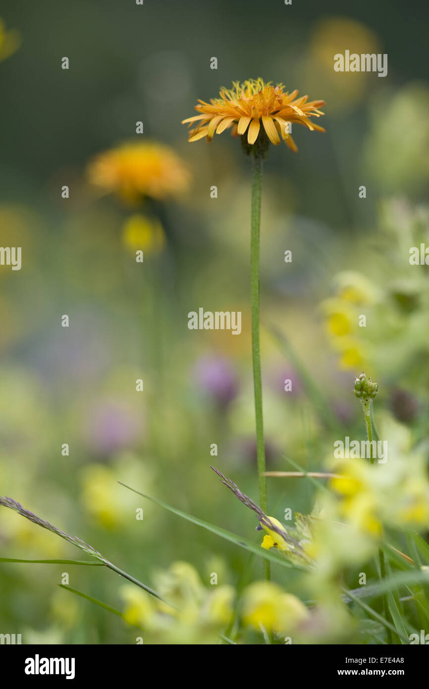 Golden hawksbeard crepis aurea hi-res stock photography and images - Alamy