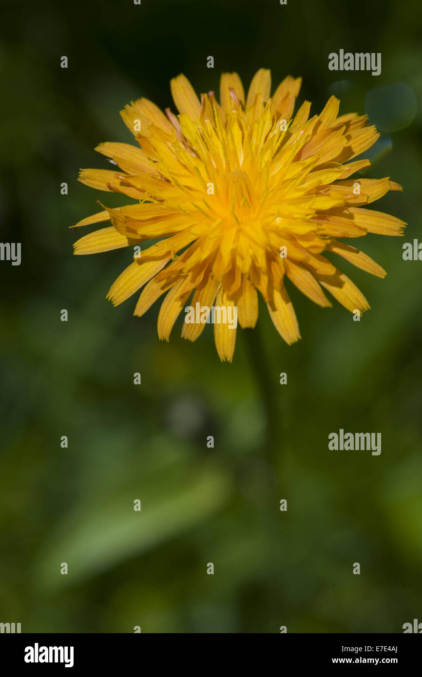 Golden hawksbeard crepis aurea hi-res stock photography and images - Alamy