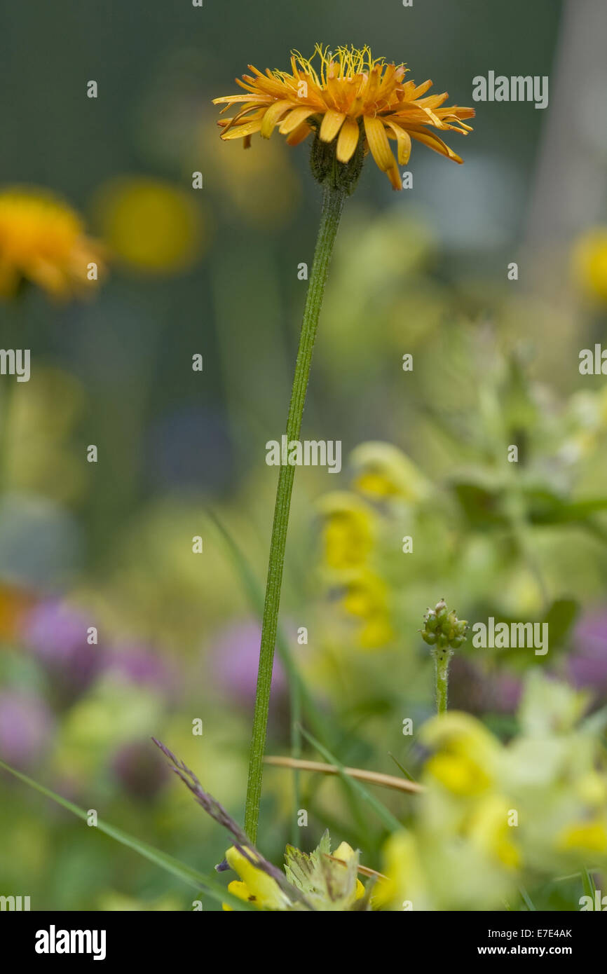 Golden hawksbeard crepis aurea hi-res stock photography and images - Alamy