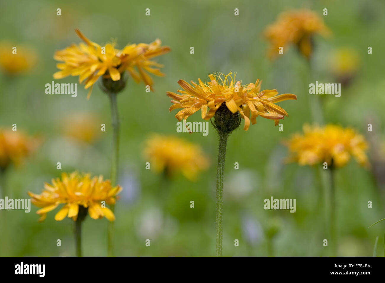 Golden hawksbeard crepis aurea hi-res stock photography and images - Alamy