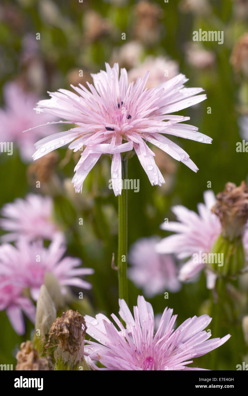 pink hawk's-beard, crepis rubra Stock Photo - Alamy