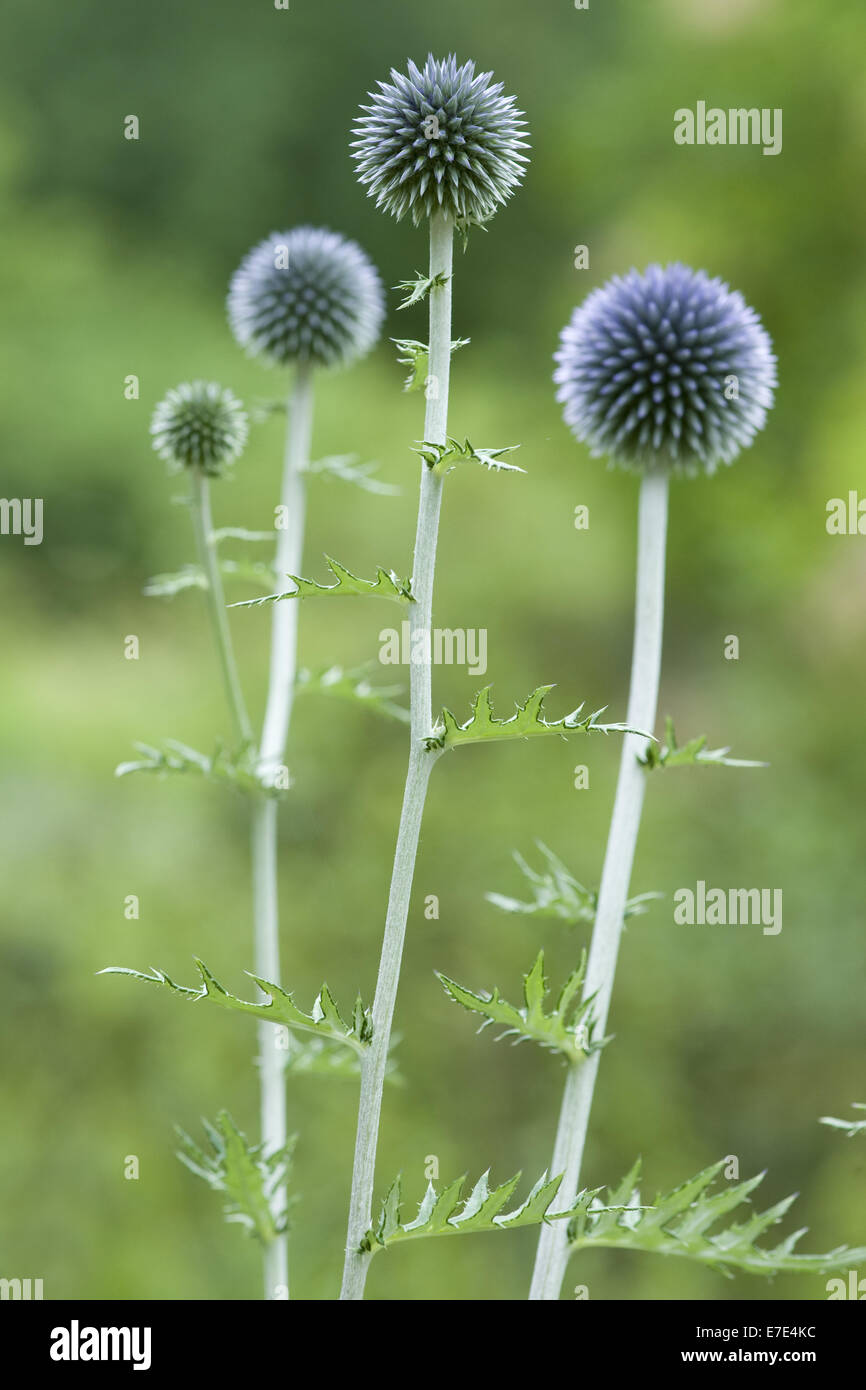 Globe thistle hi-res stock photography and images - Alamy