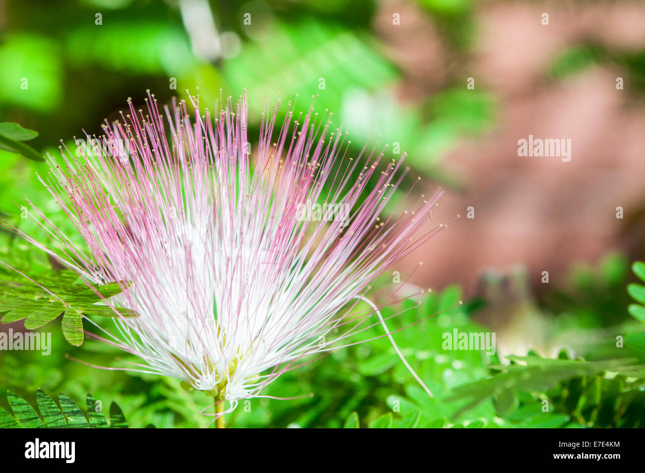 colorful flowers in the rainforest Stock Photo - Alamy