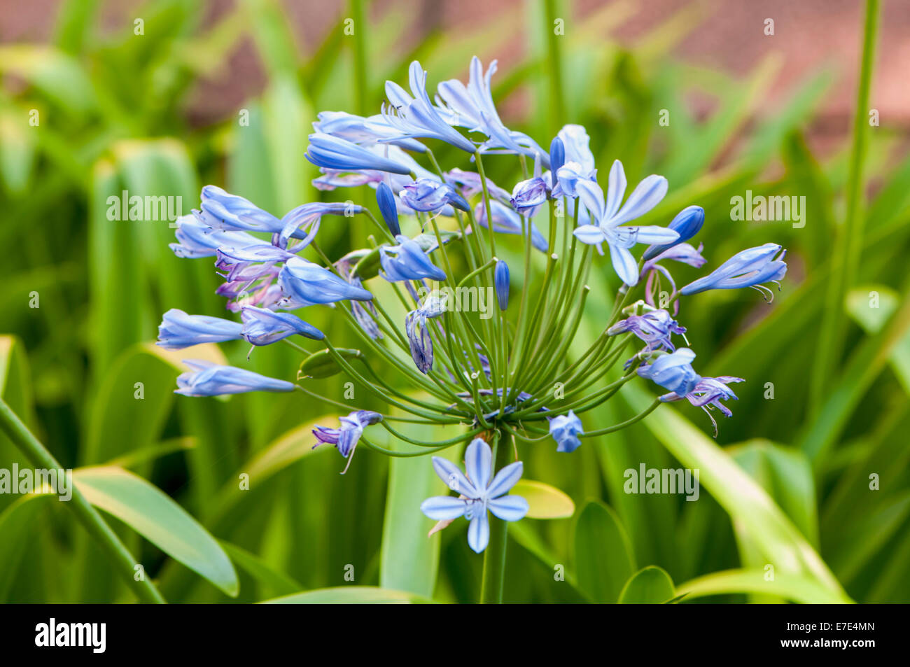 colorful flowers in the rainforest Stock Photo - Alamy