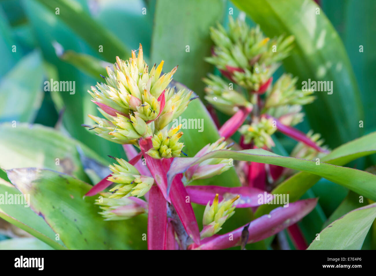 colorful flowers in the rainforest Stock Photo - Alamy