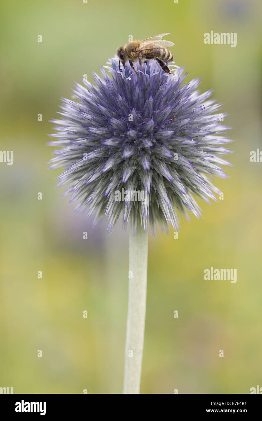 globe thistle, echinops exaltatus Stock Photo - Alamy