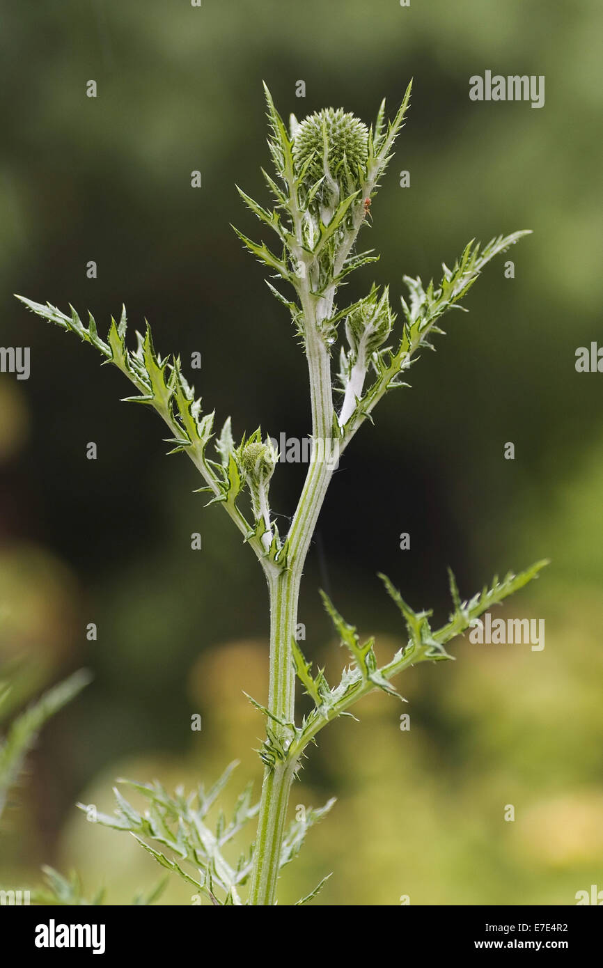 Russian thistle plant hi-res stock photography and images - Alamy
