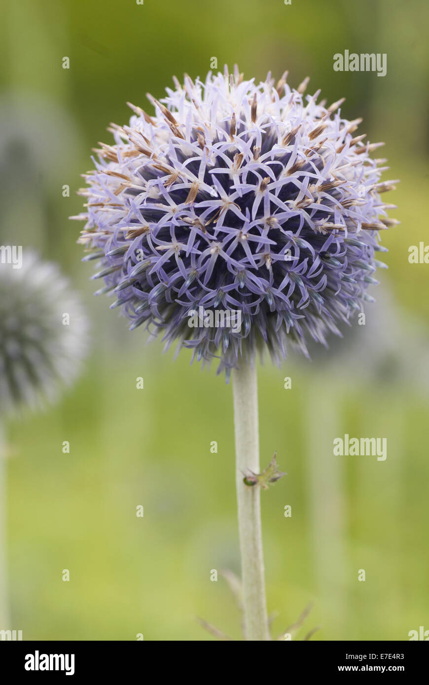 Russian thistle plant hi-res stock photography and images - Alamy